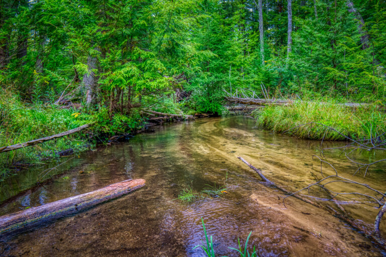 Pat's Preserve at Lime Lake - The Leelanau Conservancy